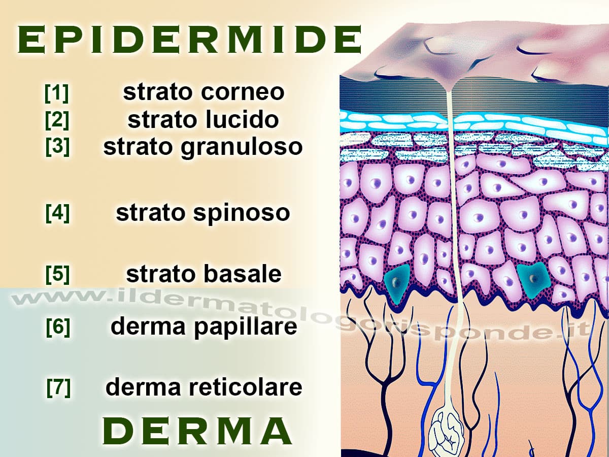 Epidermide e derma: i 7 strati della pelle